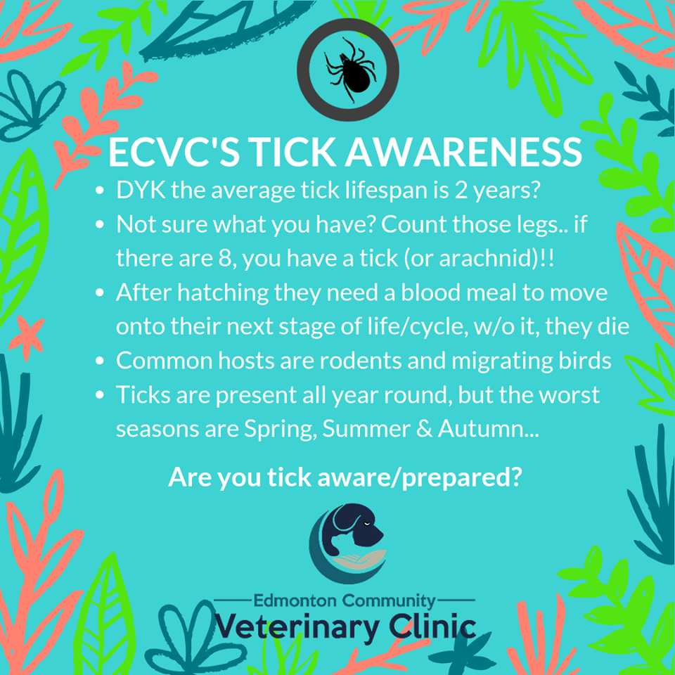 Tick Awareness Time – Edmonton Community Veterinary Clinic | Edmonton ...