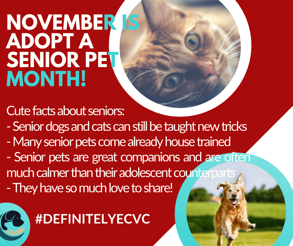 November is Adopt a Senior Pet Month! – Edmonton Community Veterinary ...